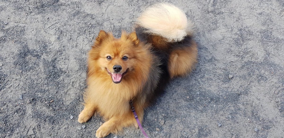 Mittelspitz - keskikokoinen saksanpystykorva - Powwi