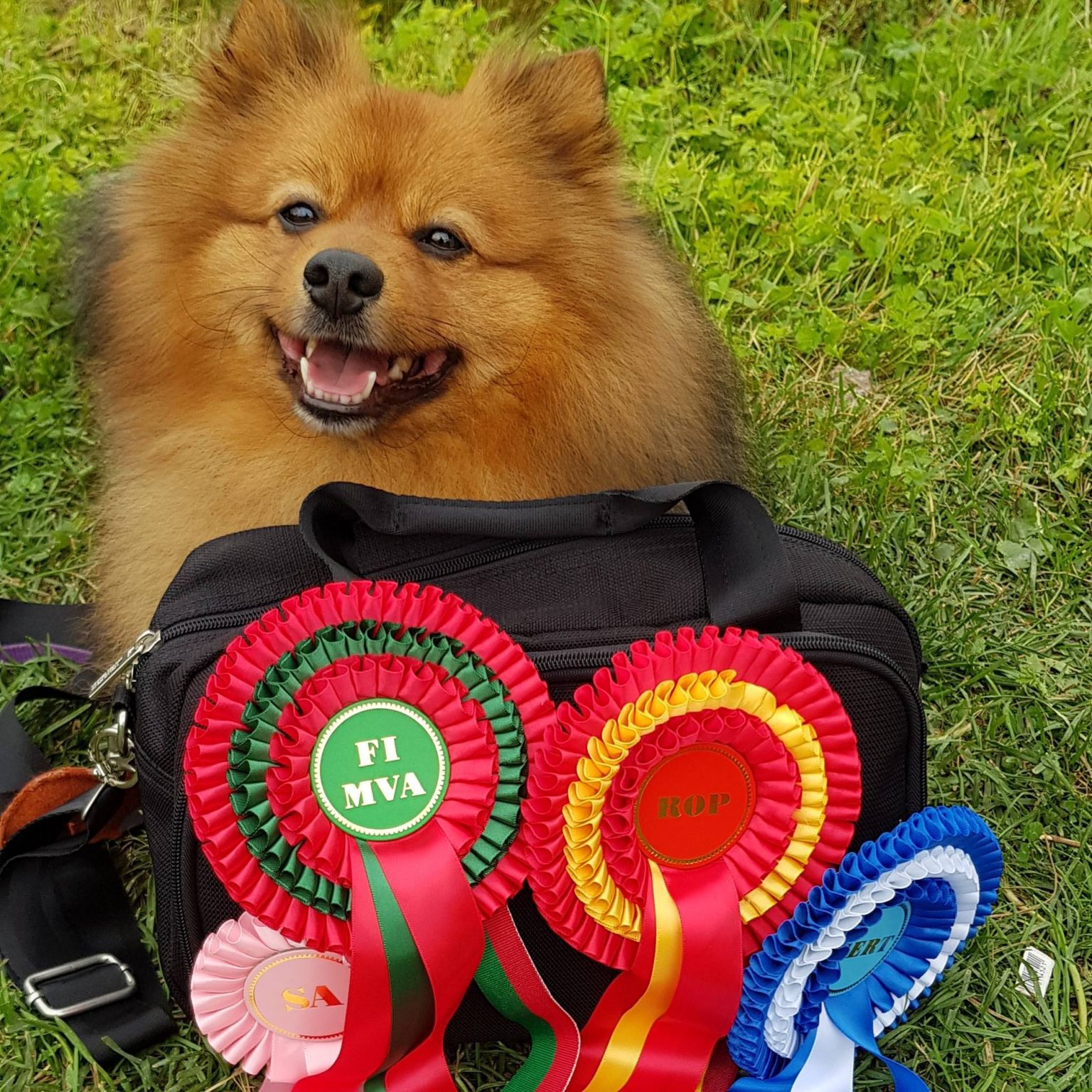 Mittelspitz - keskikokoinen saksanpystykorva - Powwi