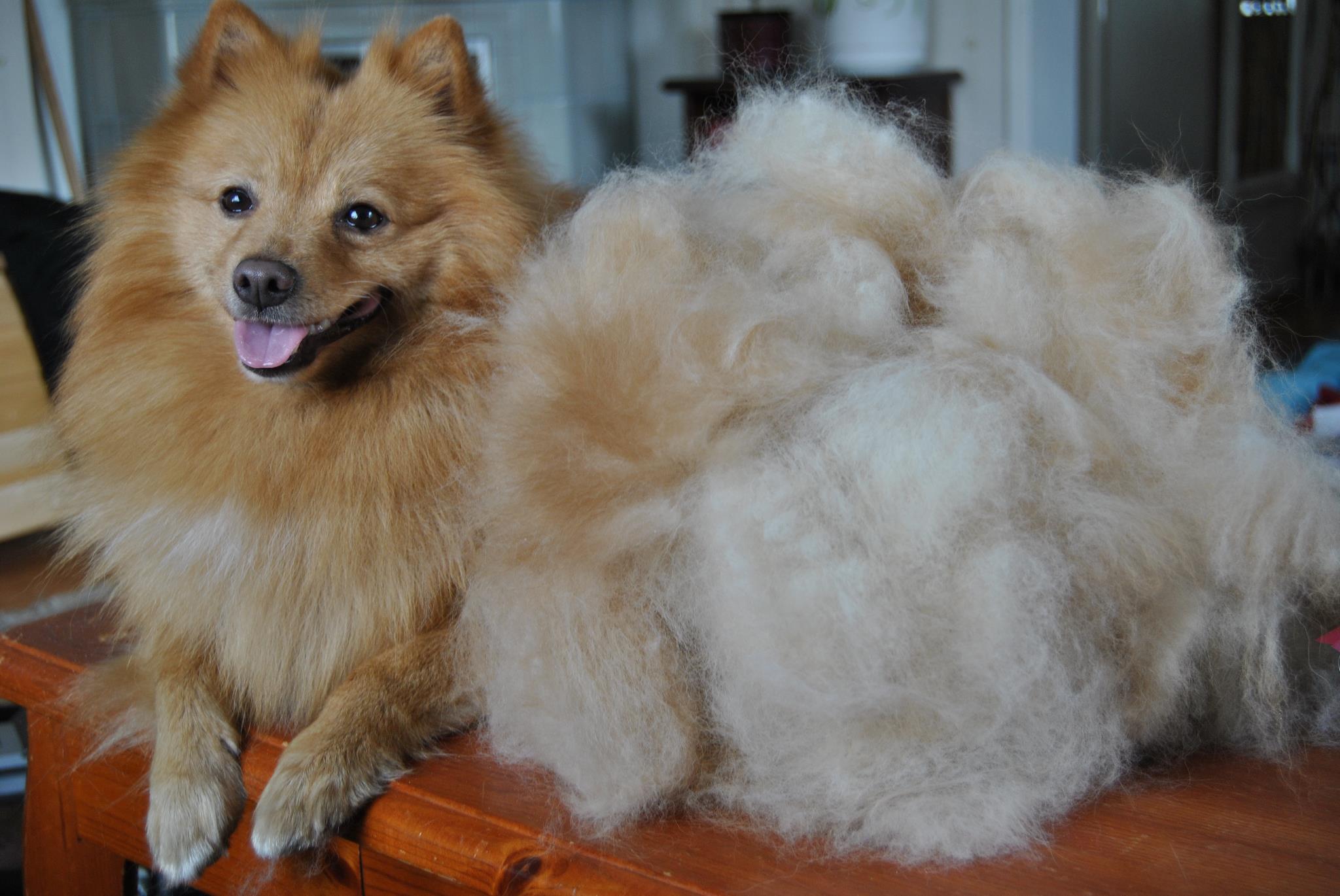 Mittelspitz - keskikokoinen saksanpystykorva - Powwi